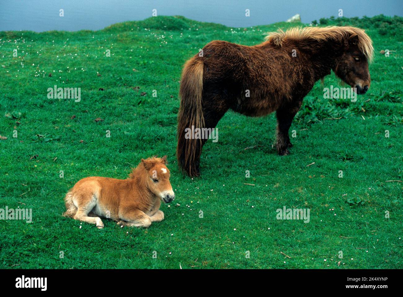 Pictures of ponies and horses hi-res stock photography and images - Alamy