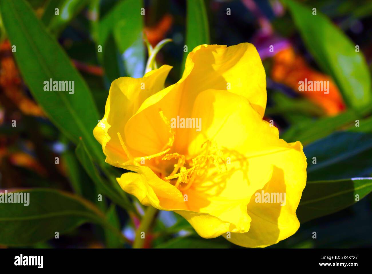 A closeup of a yellow Missouri Evening primrose (Oenothera macrocarpa ...