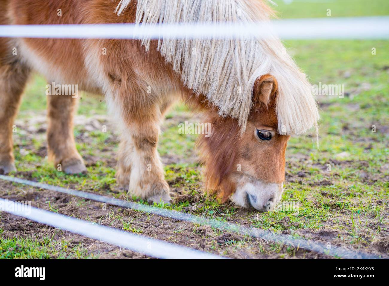 Pictures of ponies and horses hi-res stock photography and images - Alamy
