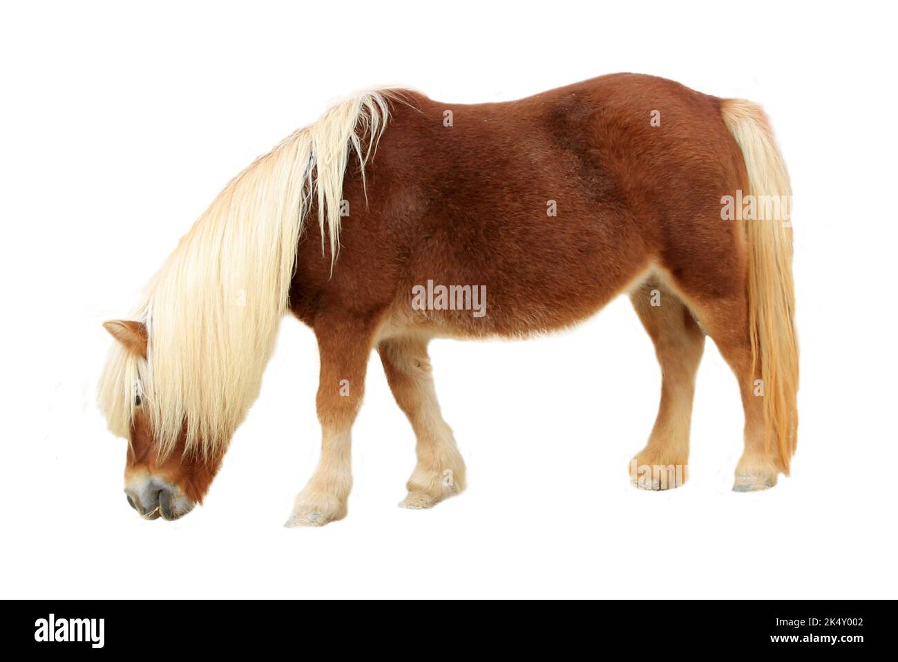 Stallion shetland pony Cut Out Stock Images & Pictures - Alamy