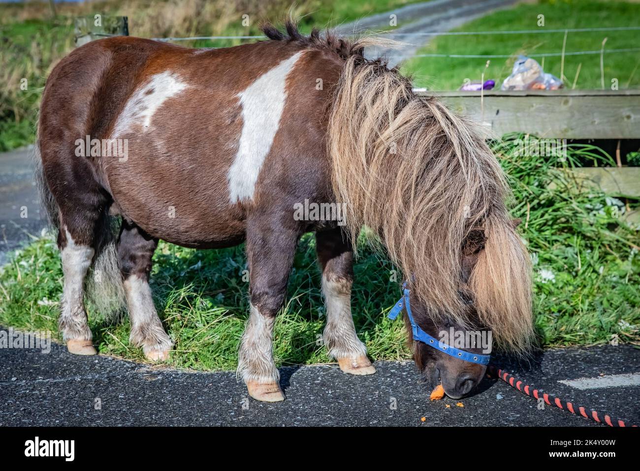 Pictures of ponies and horses hi-res stock photography and images - Alamy