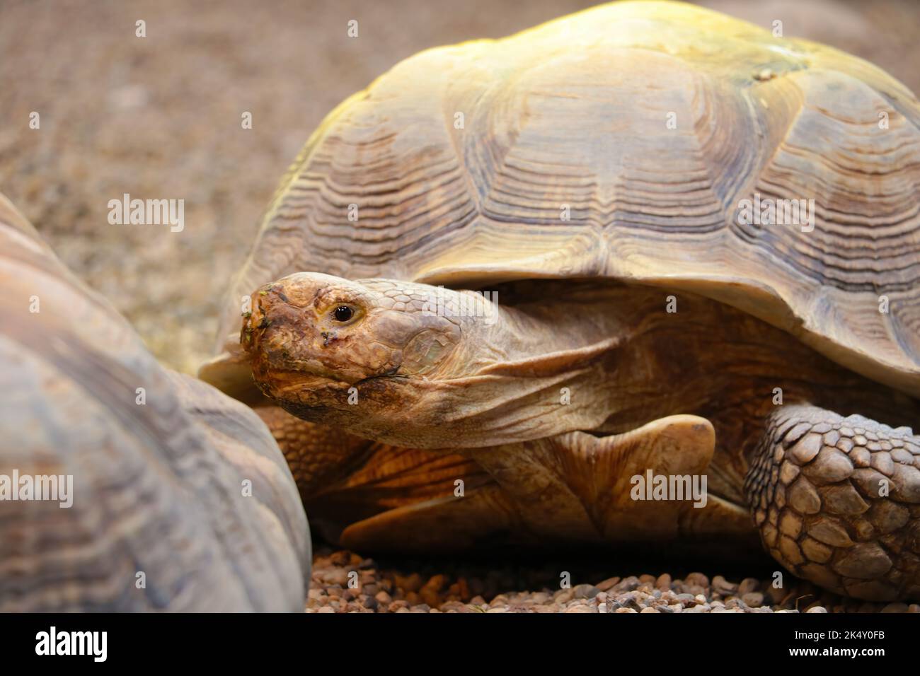 Close up on adult turtle hi-res stock photography and images - Alamy