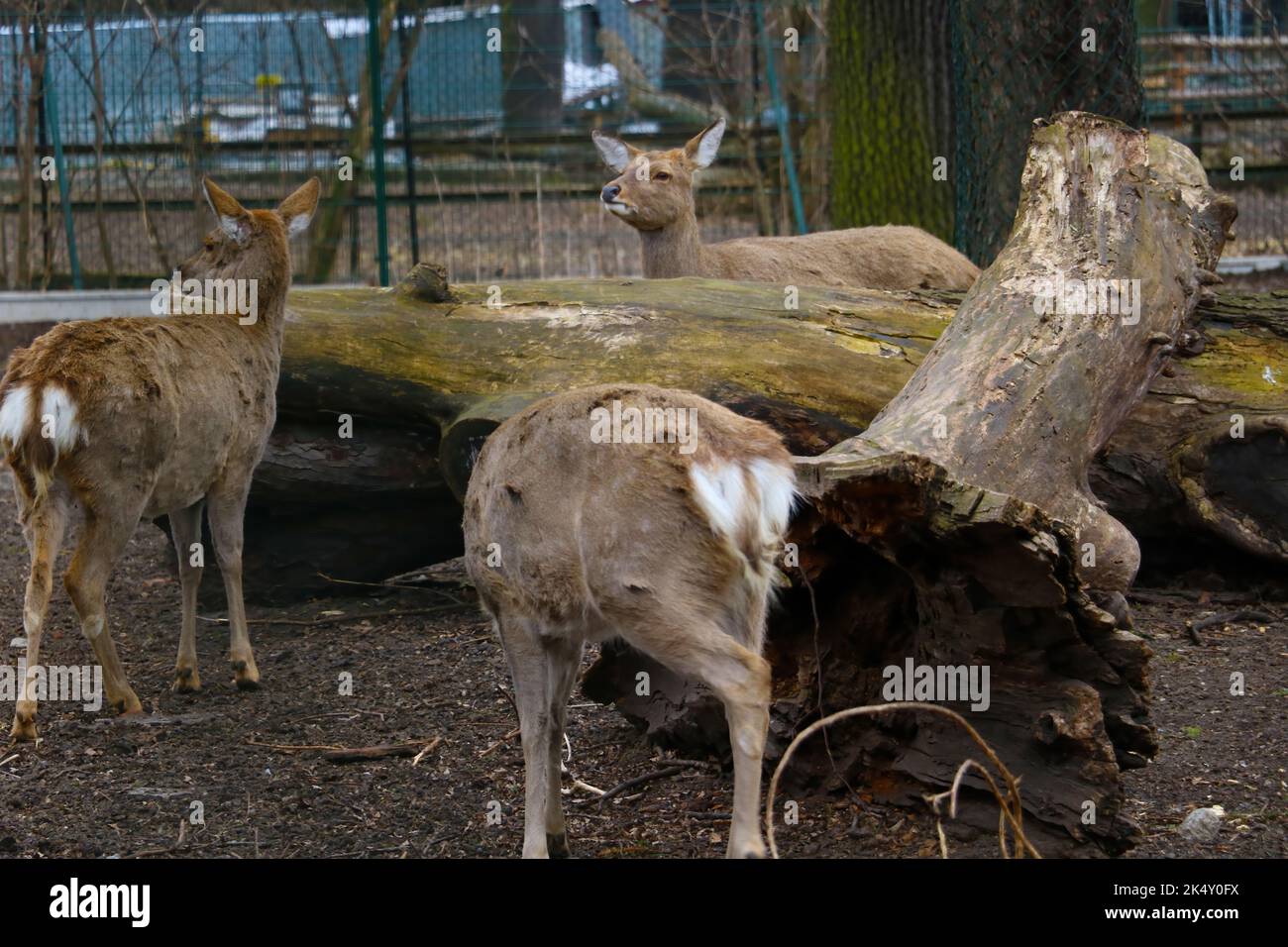 A Beautiful young roe deer look carefully around Stock Photo - Alamy