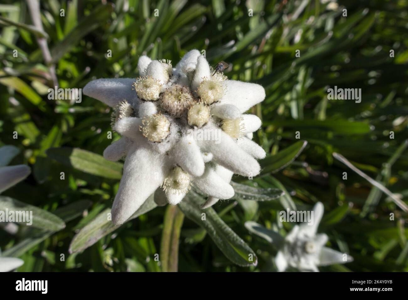 edelweiss flower in the karwendel alps Stock Photo - Alamy