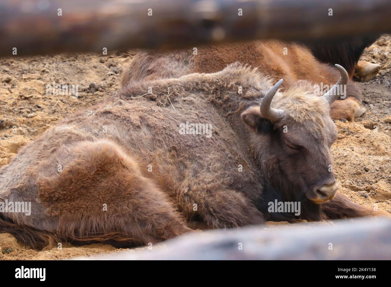Sleeping ox hi-res stock photography and images - Alamy