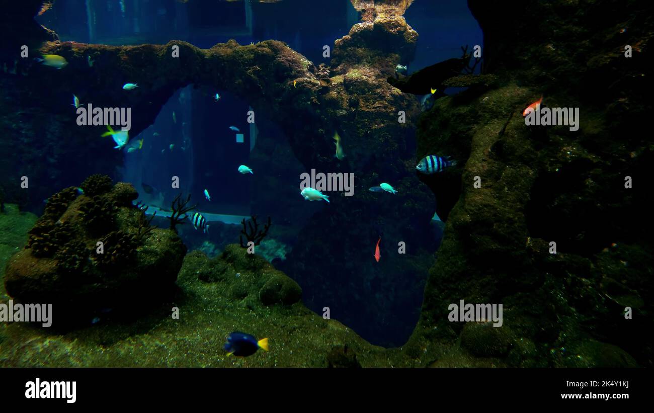 Various fish in sea hi-res stock photography and images - Alamy