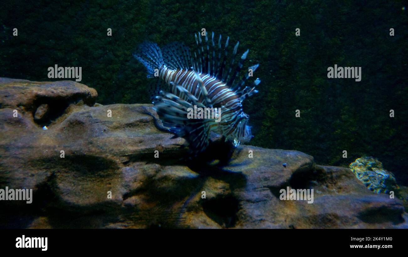 Lionfish swims underwater in hi-res stock photography and images - Alamy