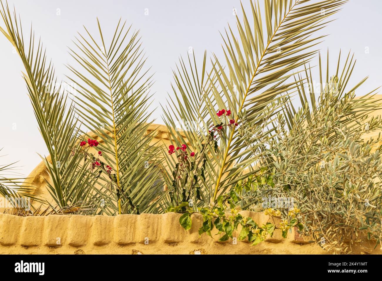 Faiyum, Egypt. Palms behind a wall in the village of Faiyum Stock Photo ...