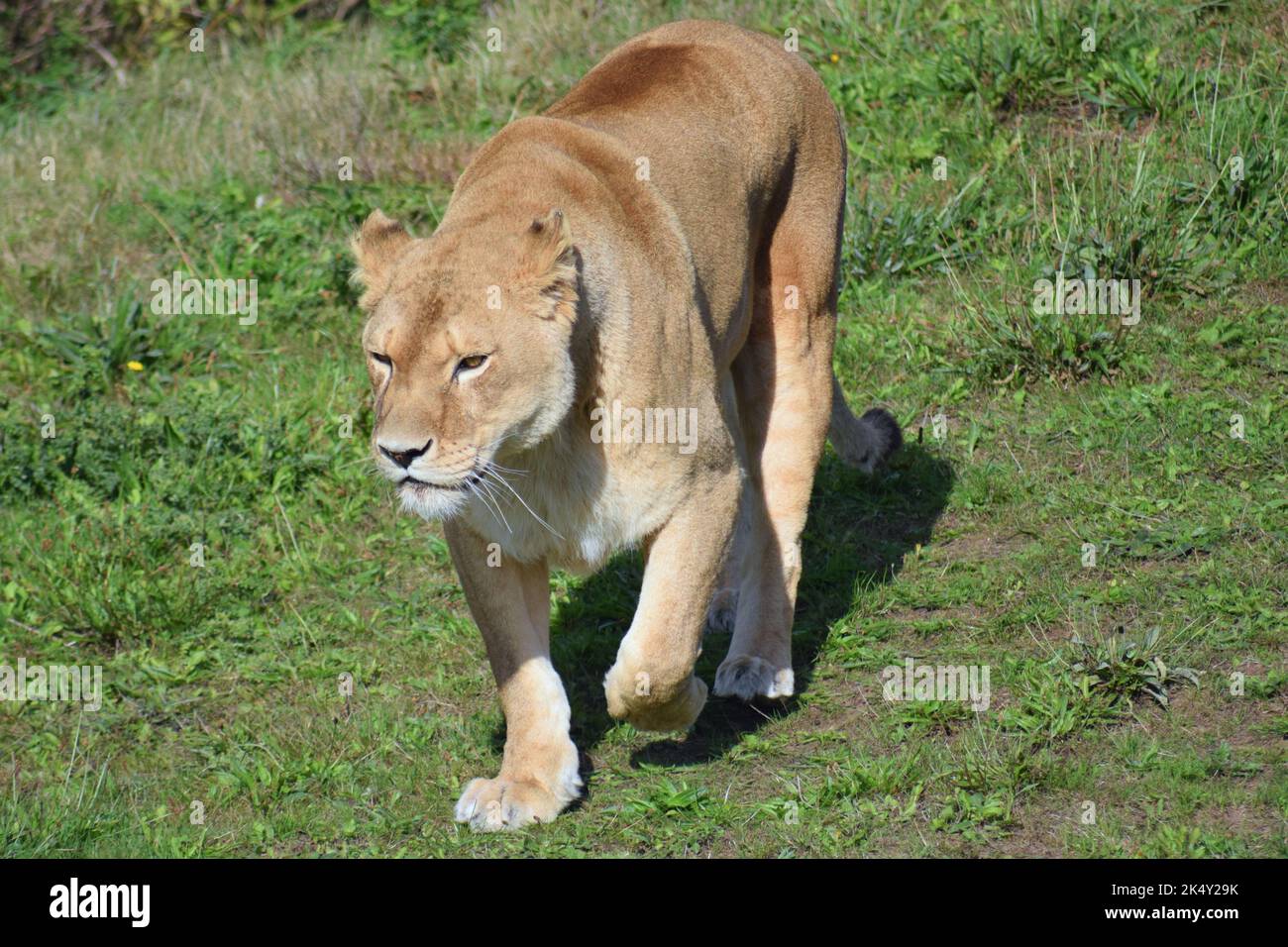 African lioness in captivity england hi-res stock photography and ...