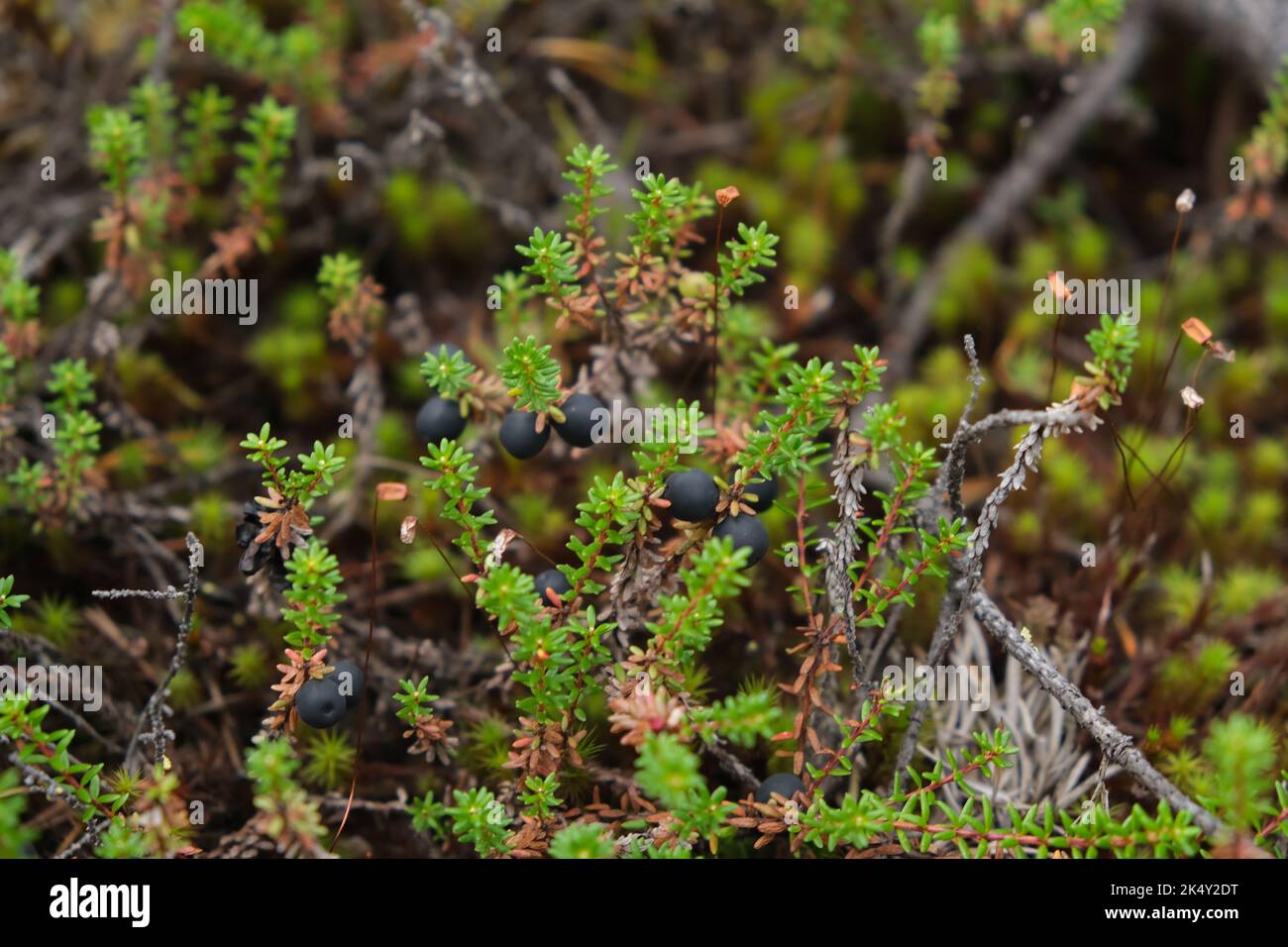 crowberry close-up. empetrum nigrum macro photography. ripe crowberry ...