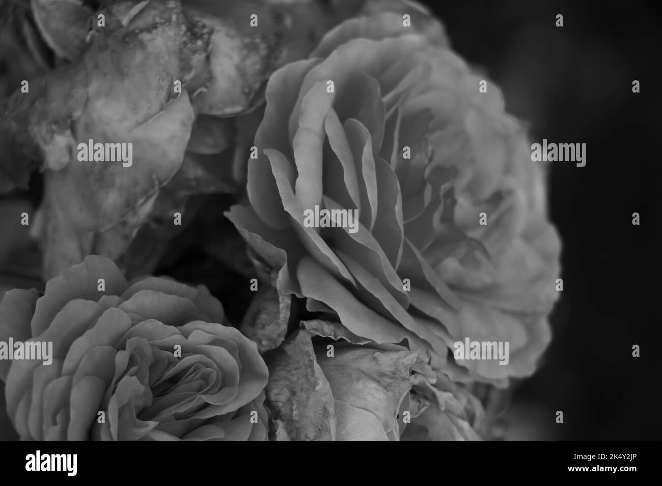 A grayscale closeup shot of blooming beautiful roses Stock Photo - Alamy