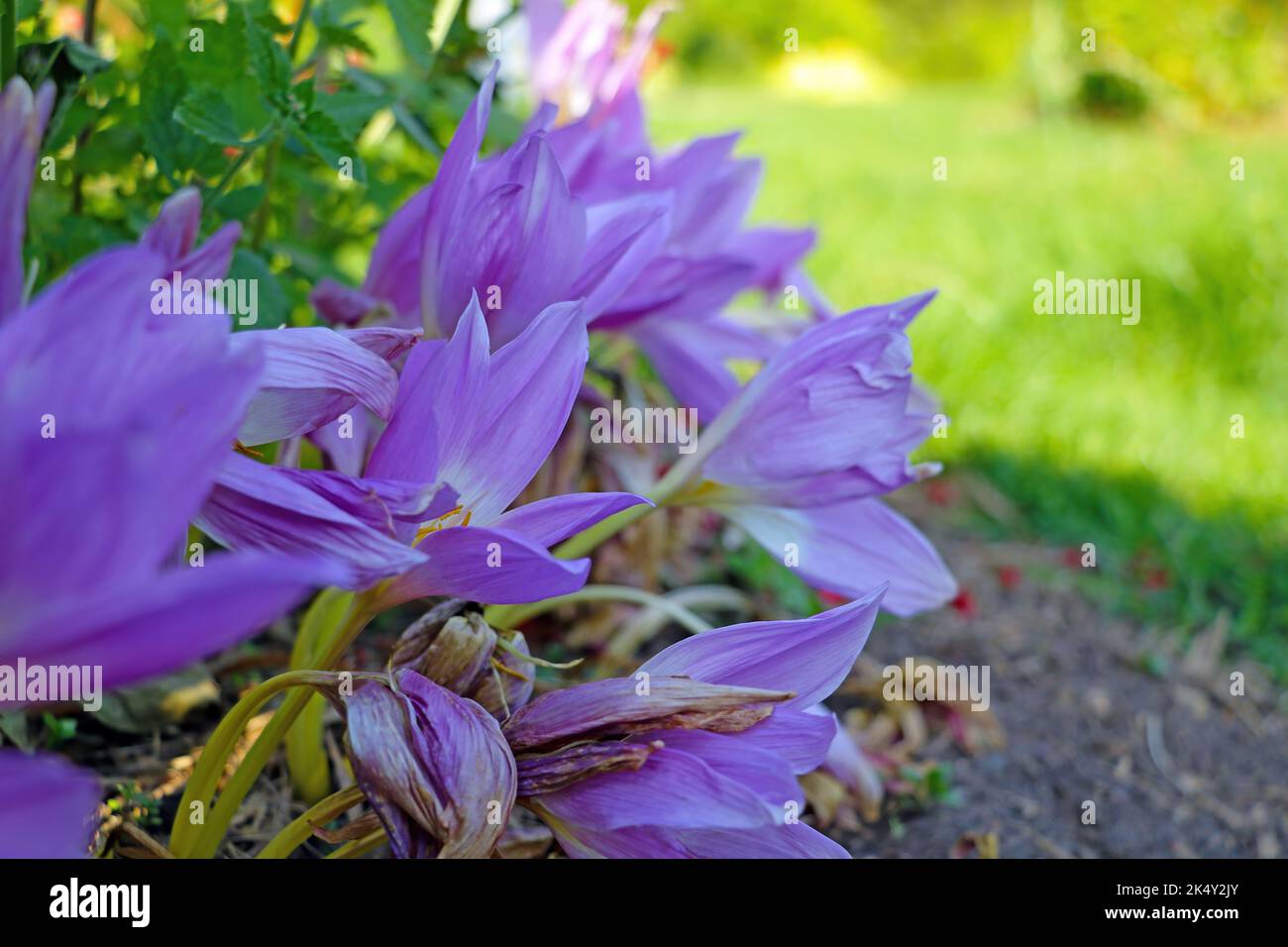 A closeup shot of blooming purple saffron crocus flowers Stock Photo ...