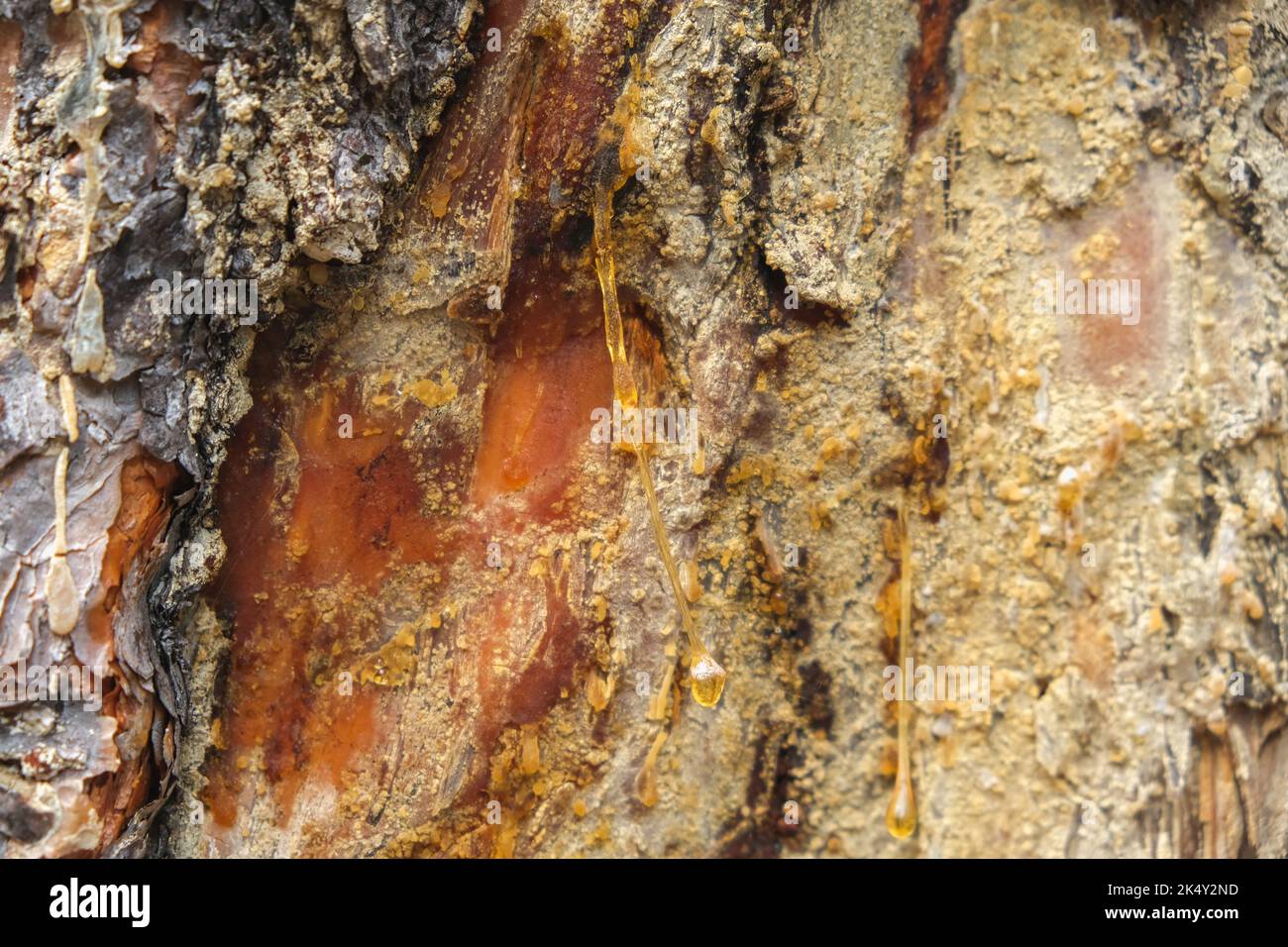Wood resin coming out of wood. Tree sap coming out of a pine tree ...