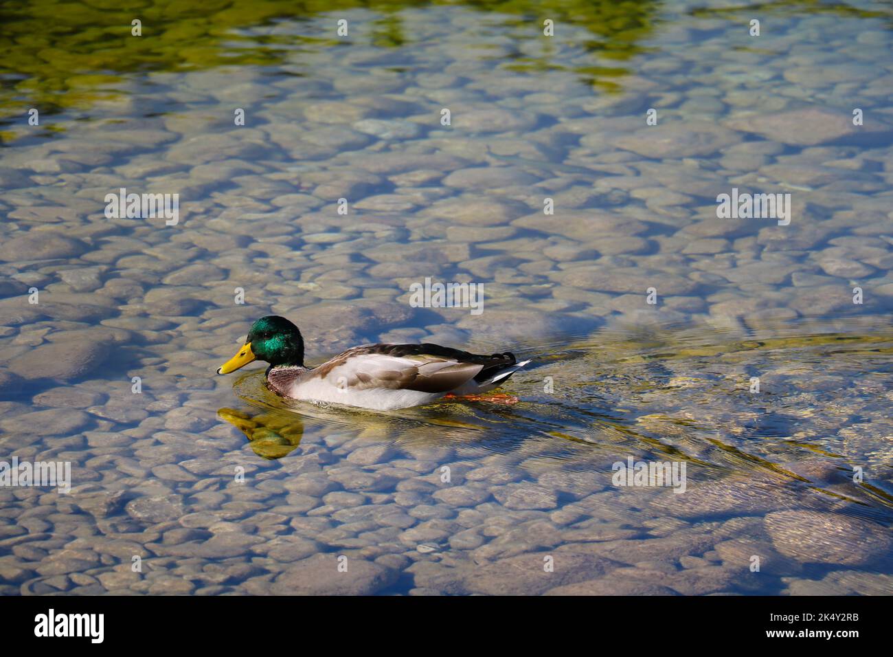 A male Mallard duck swimming through clear water with rocks on the ...