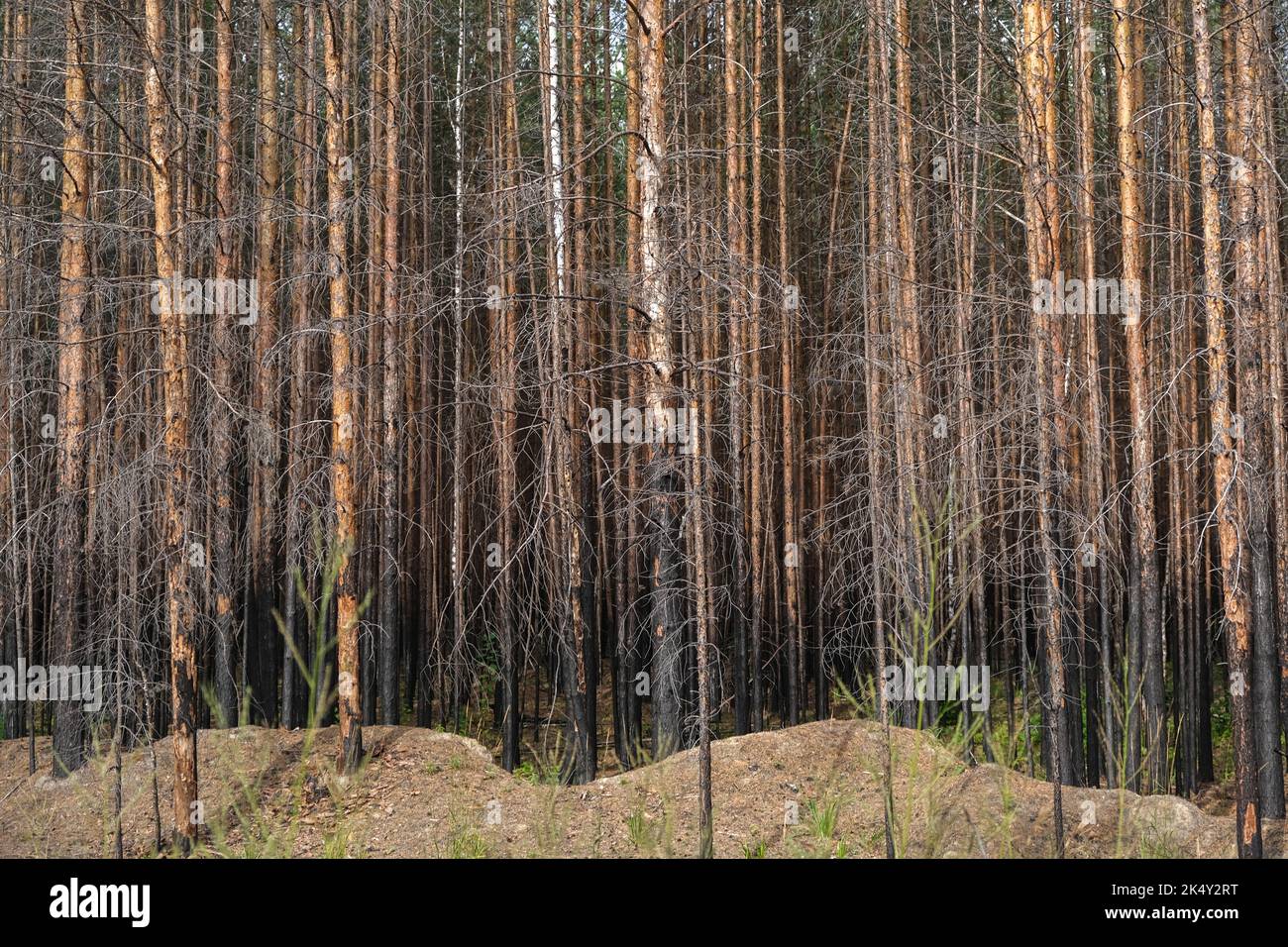 Pine forest after a large-scale fire. Landscape of a burnt forest. Dead ... Pine forest after a large-scale fire. Landscape of a burnt forest. Dead ...