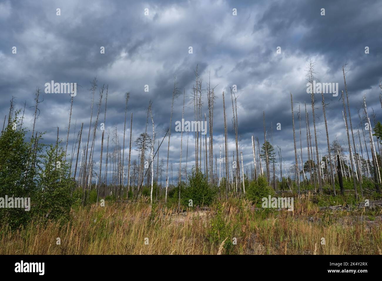 Dry trees in swamps against a blue sky with clouds. Dead trees in the ...