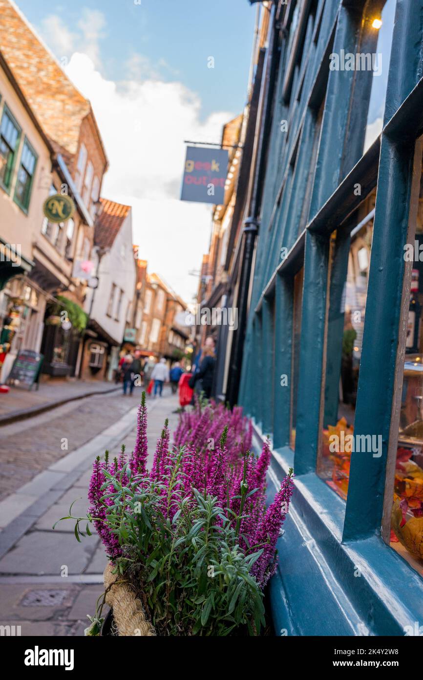 Flowering purple heather in a shop window box along the narrow lanes of ...