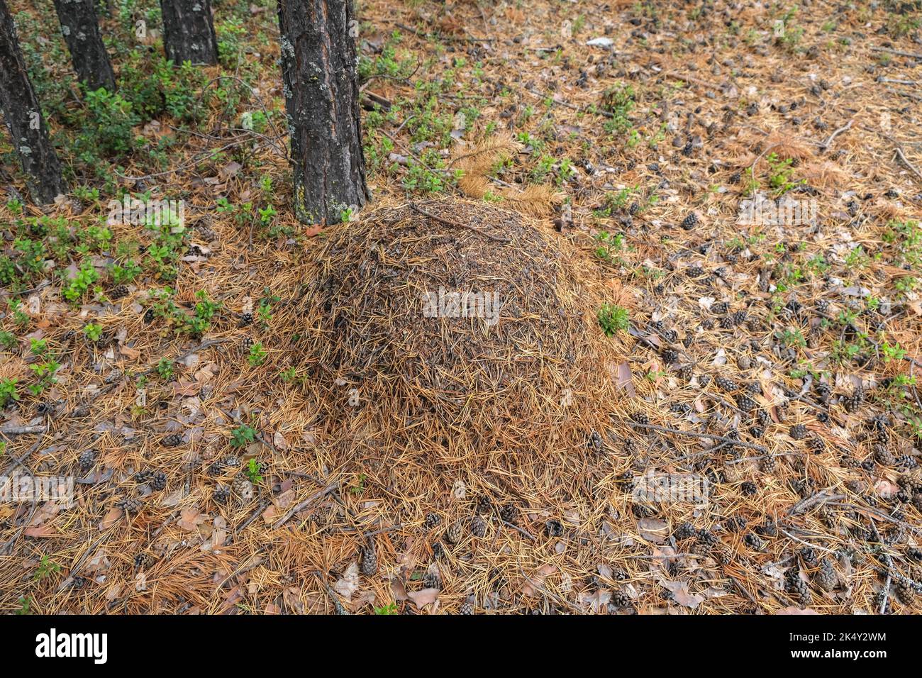 An anthill with a colony of ants in close-up. An anthill in a pine ...