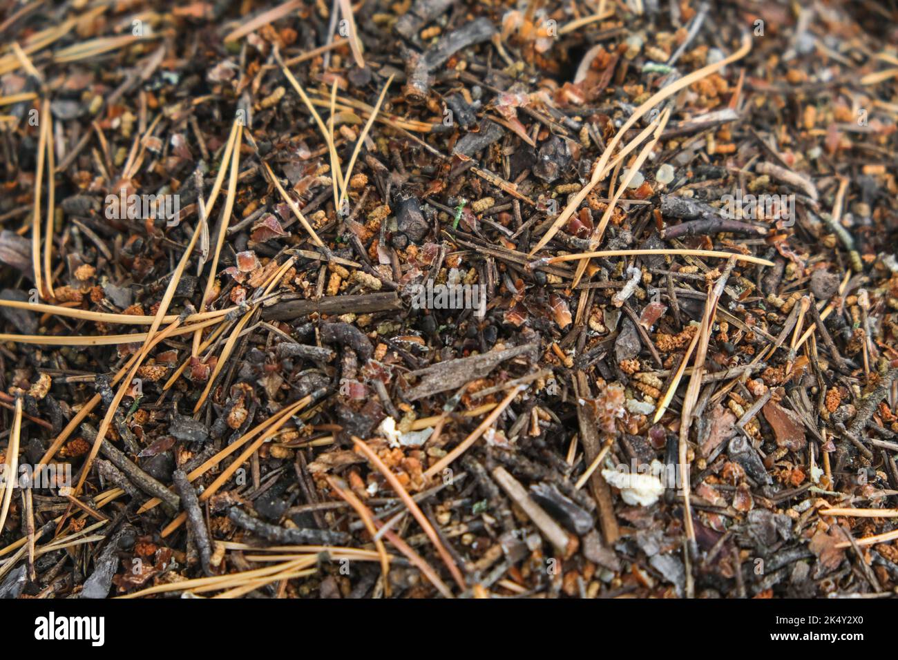 An anthill with a colony of ants in close-up. An anthill in a pine ...