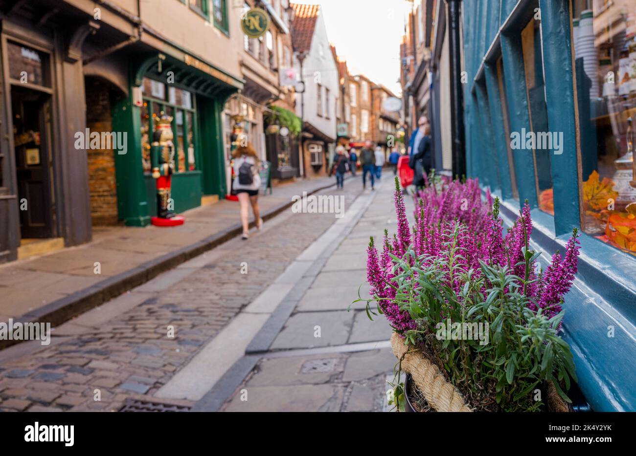 Flowering purple heather in a shop window box along the narrow lanes of ...