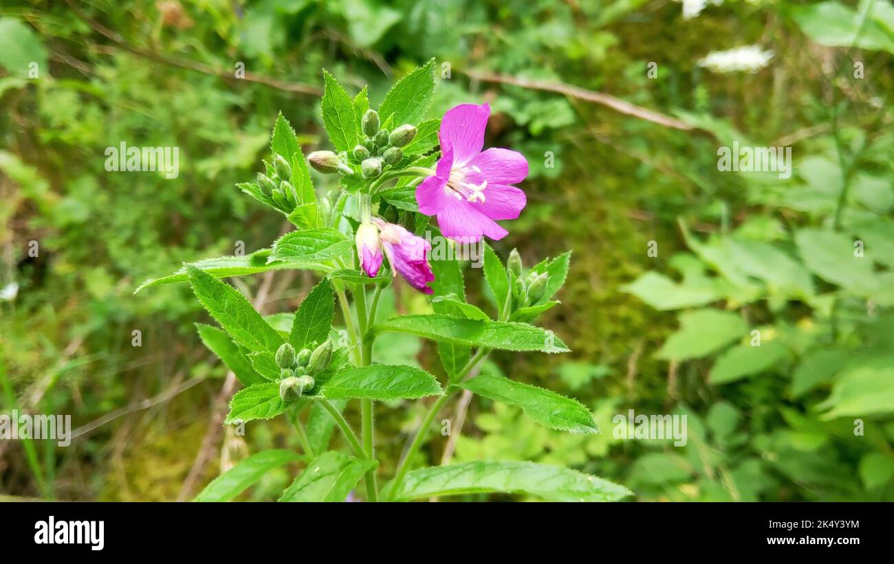 A closeup of beautiful Hairy willowherb in a garden on a sunny day ...