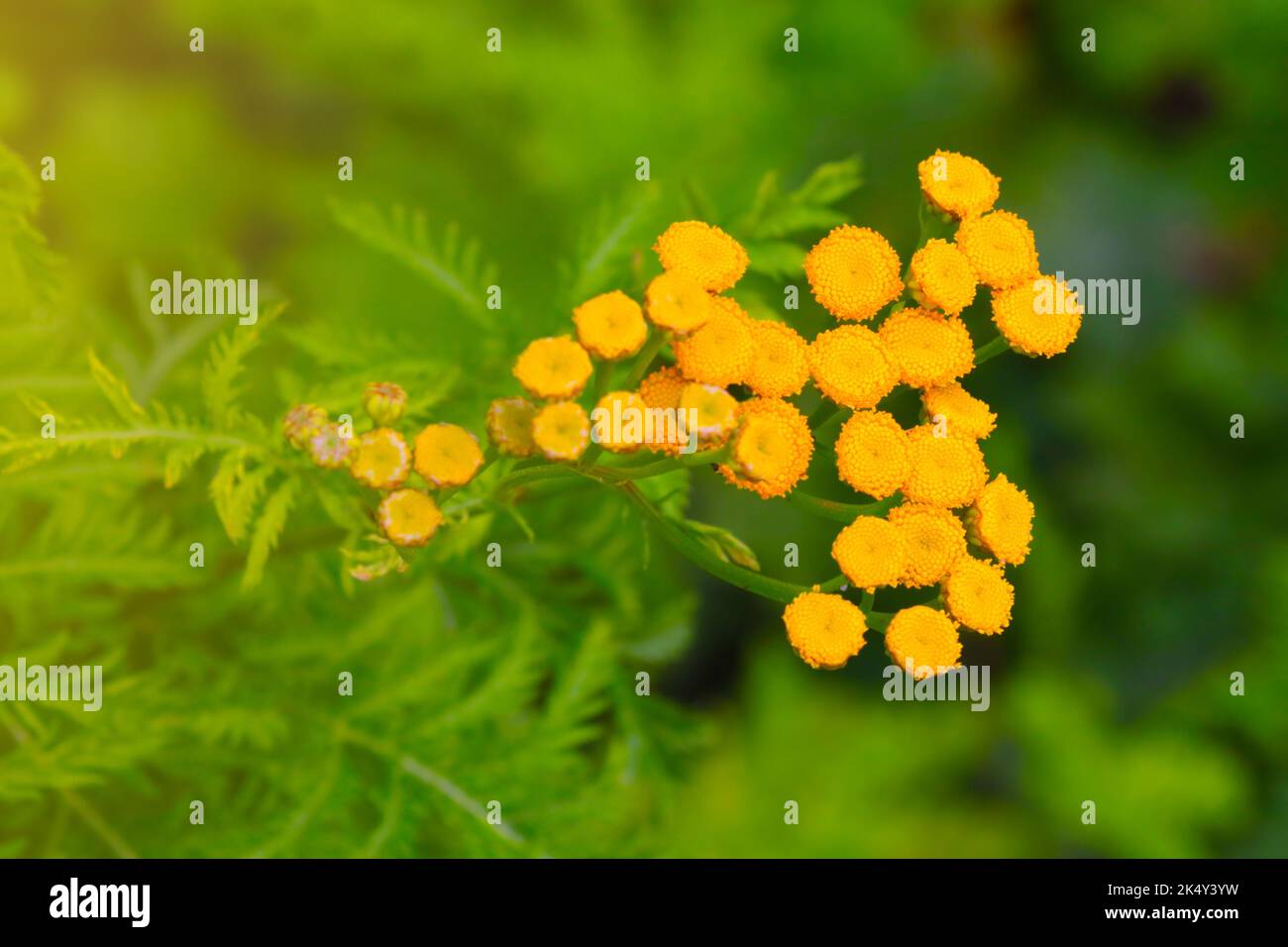 A closeup of a beautiful common tansy in a garden on a sunny day Stock ...