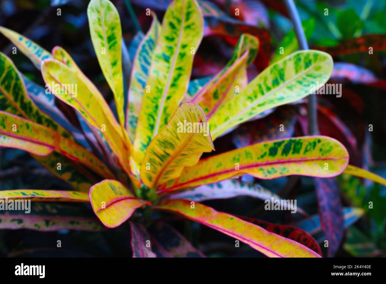 A closeup of a beautiful Garden croton in a garden on a sunny day Stock ...