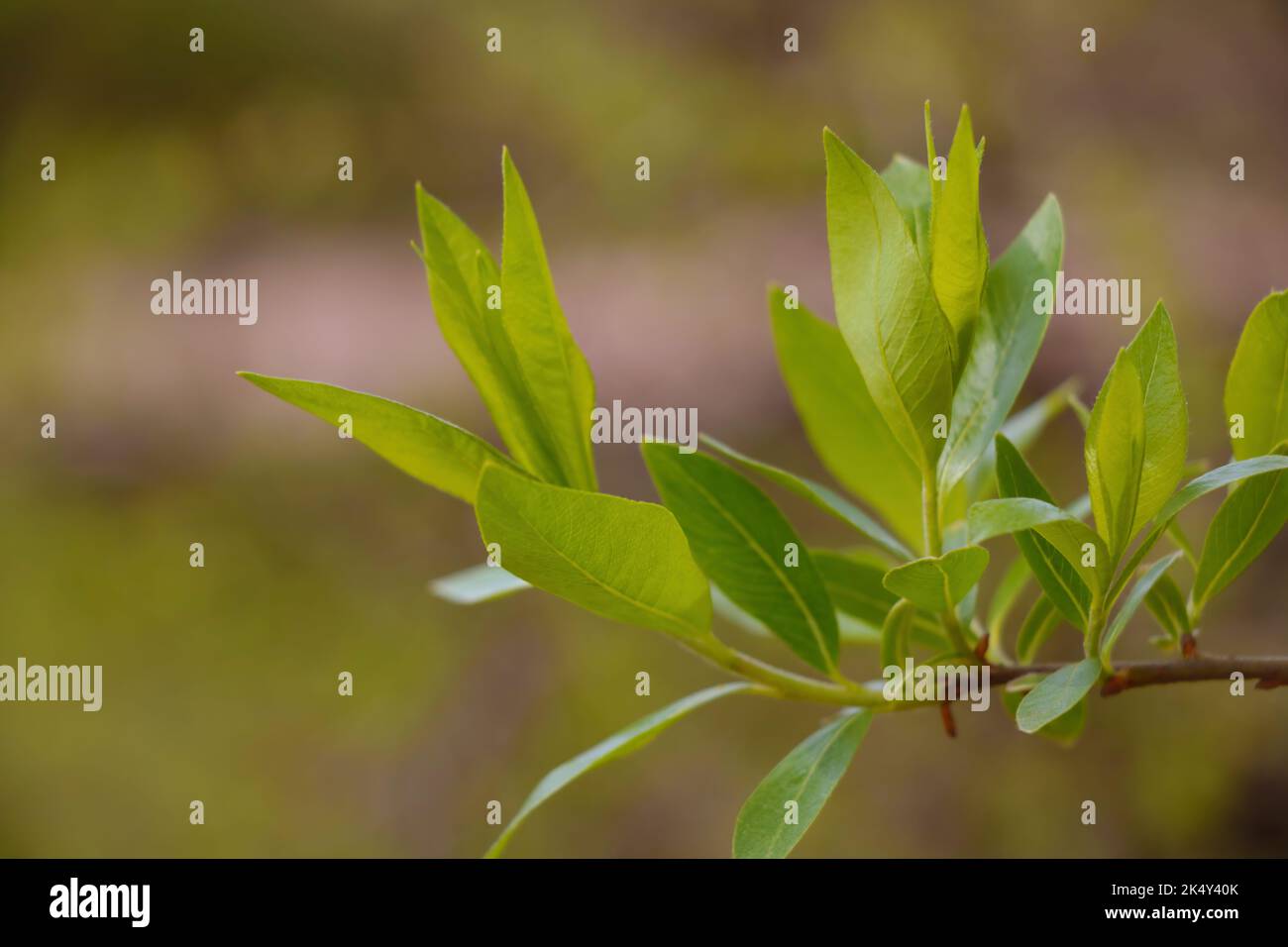 A closeup of a young green branch of a bush in the garden Stock Photo ...