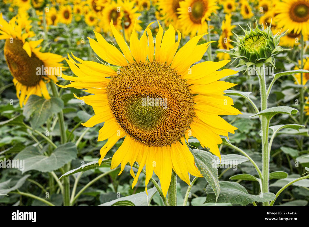 Sunflower in a sunflower field. Large yellow sunflower flower with ...
