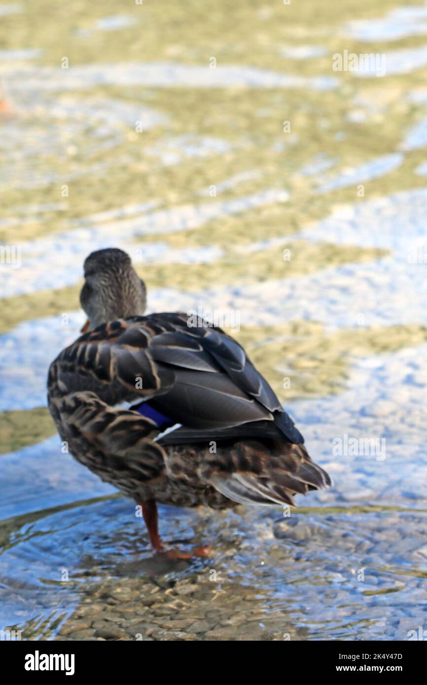 A female Mallard duck standing on shallow clear water Stock Photo - Alamy