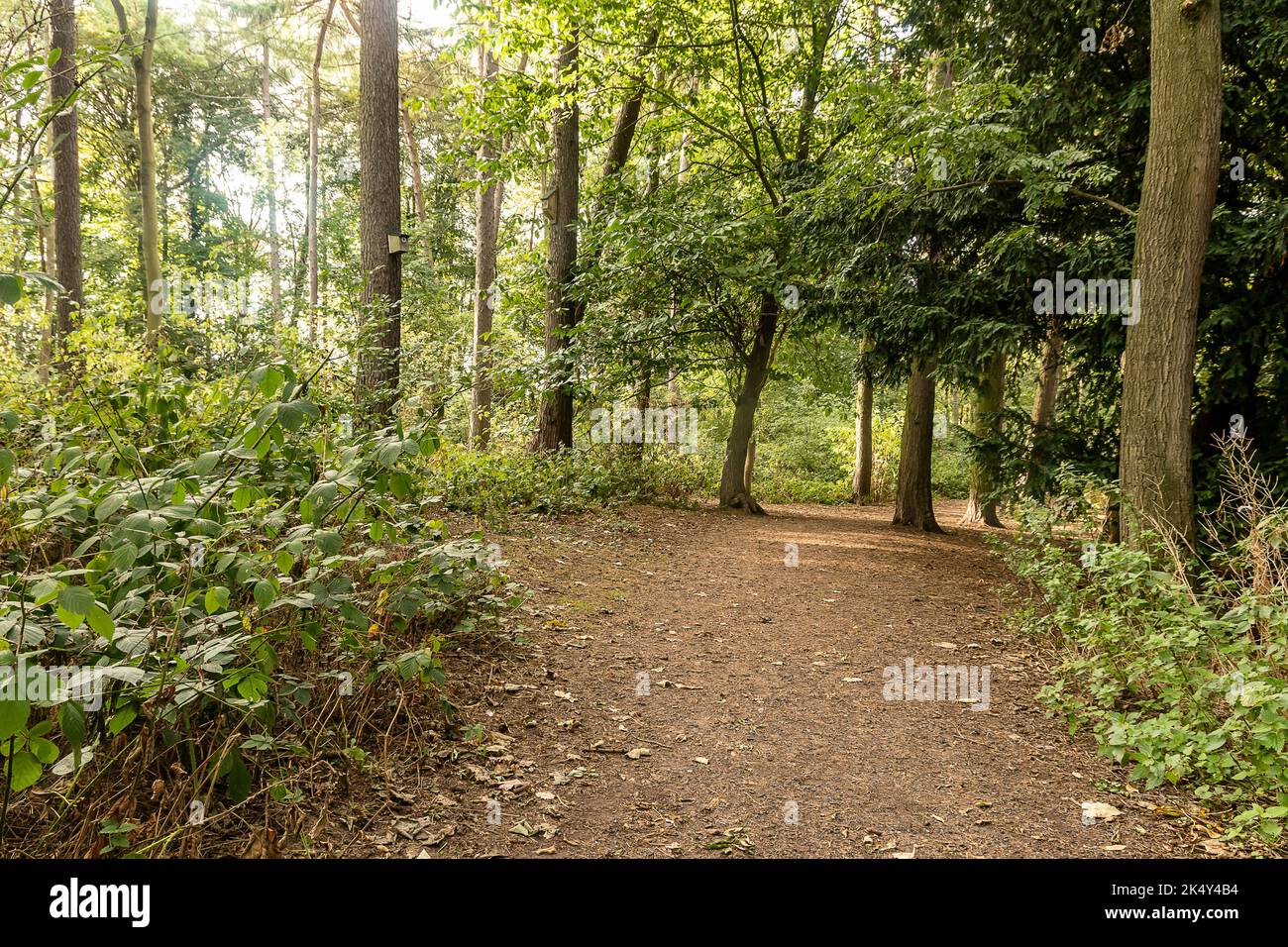 Apley Woods Walk Stock Photo - Alamy