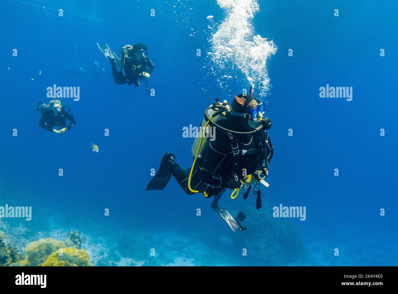 Scuba diver exploring the Gota Abu Ramada reef on September 30, 2022 in ...