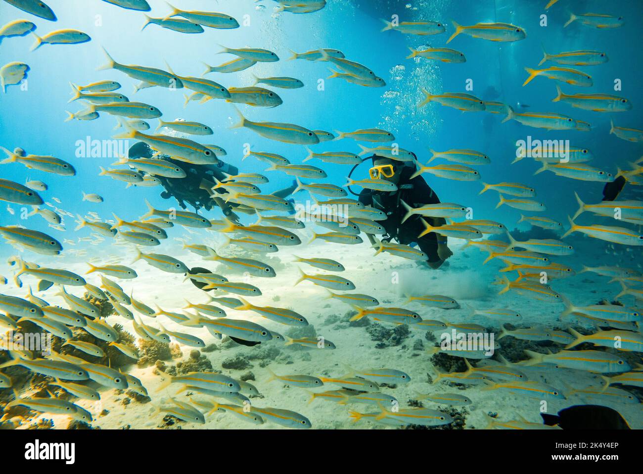 Scuba diver exploring the Gota Abu Ramada reef on September 30, 2022 in ...