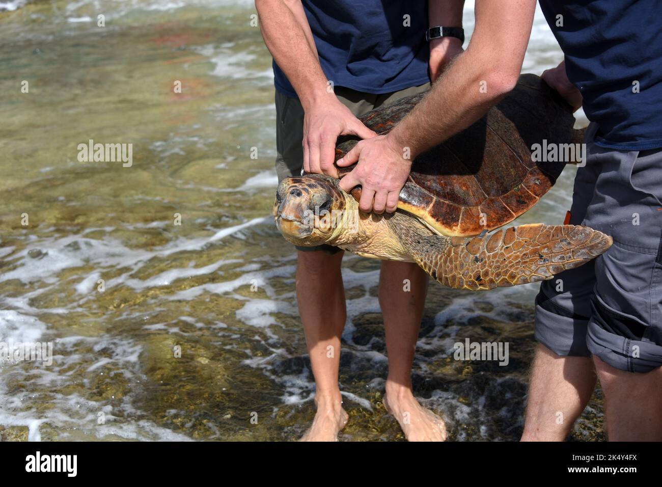 Two loggerhead turtles, Ivan and Dancea, were returned to the sea after ...