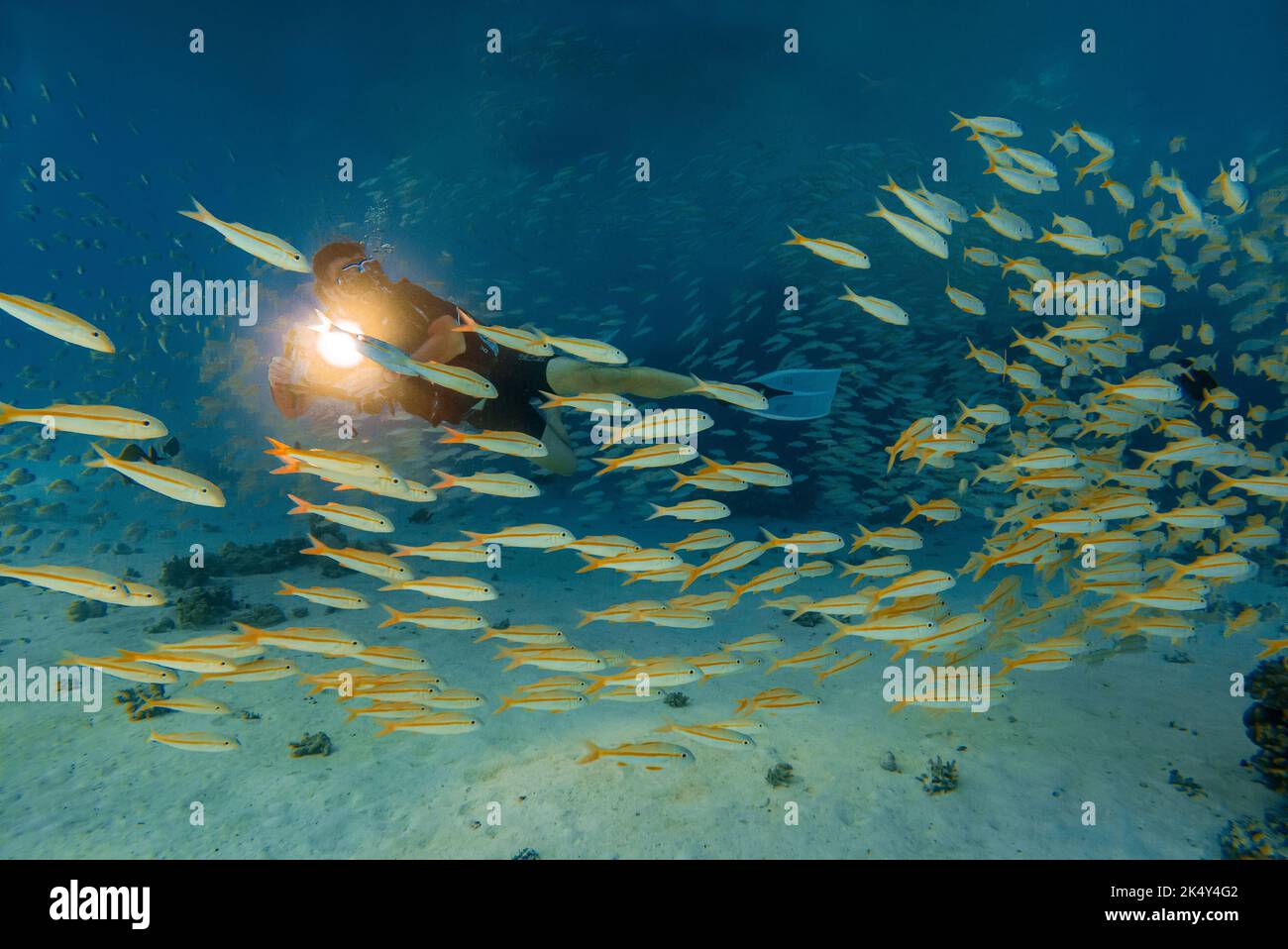 Scuba diver exploring the Gota Abu Ramada reef on September 30, 2022 in ...