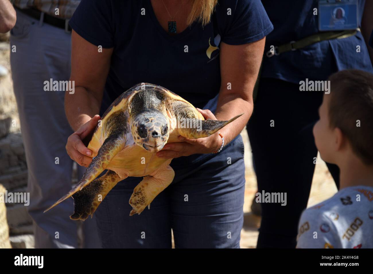 Two loggerhead turtles, Ivan and Dancea, were returned to the sea after ...