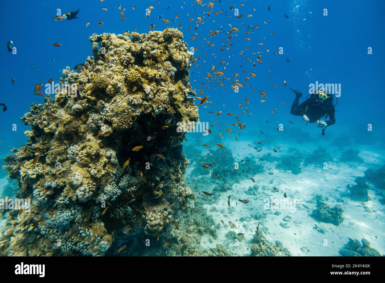 Scuba diver exploring the Gota Abu Ramada reef on September 30, 2022 in ...