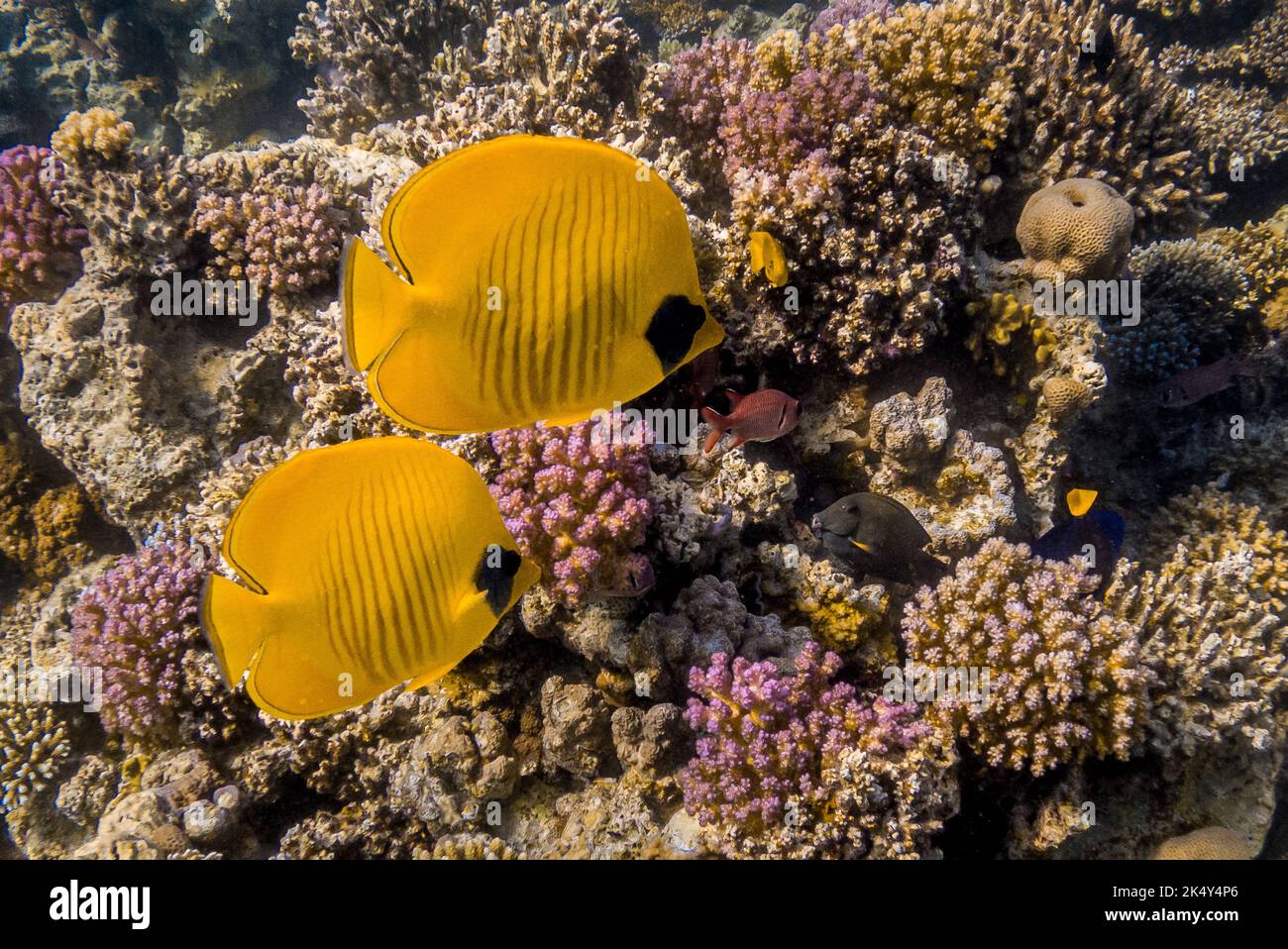Scuba diver exploring the Gota Abu Ramada reef on September 30, 2022 in ...