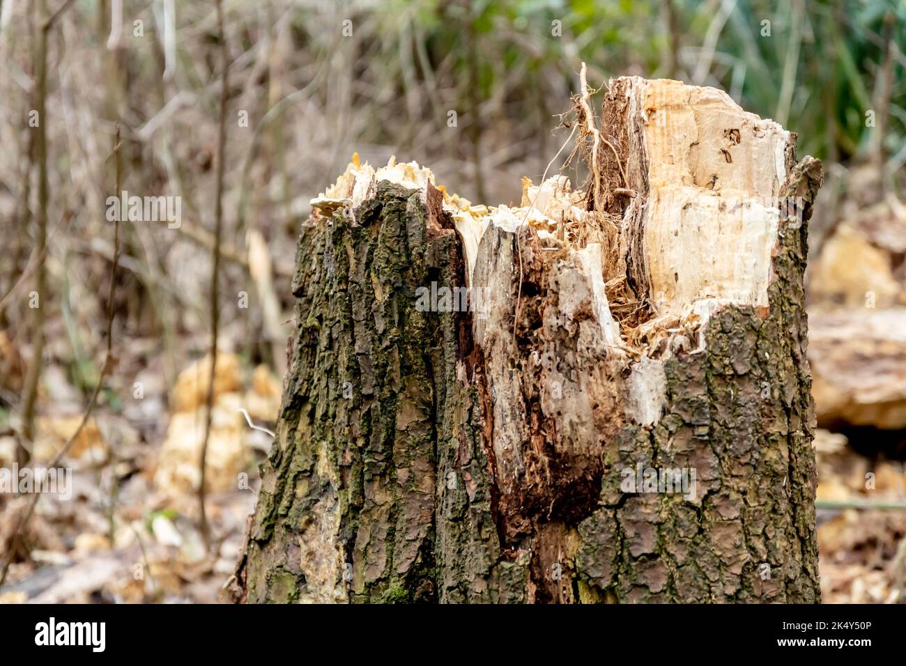 A Tree Stump After Storm Damage Stock Photo - Alamy