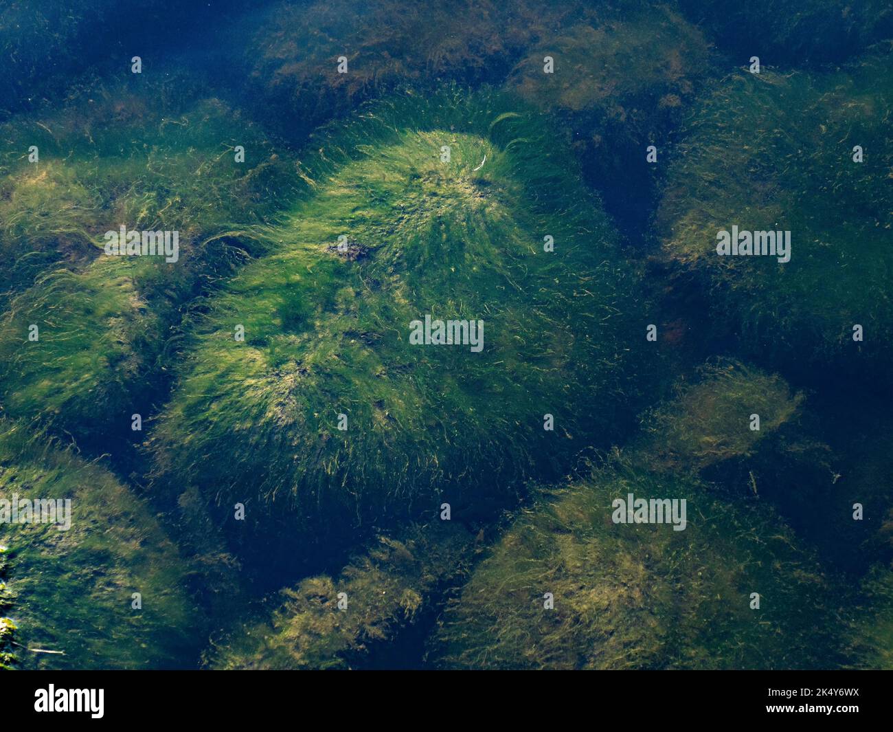 Underwater stones covered by green algae seaweed. Calm water Stock ...