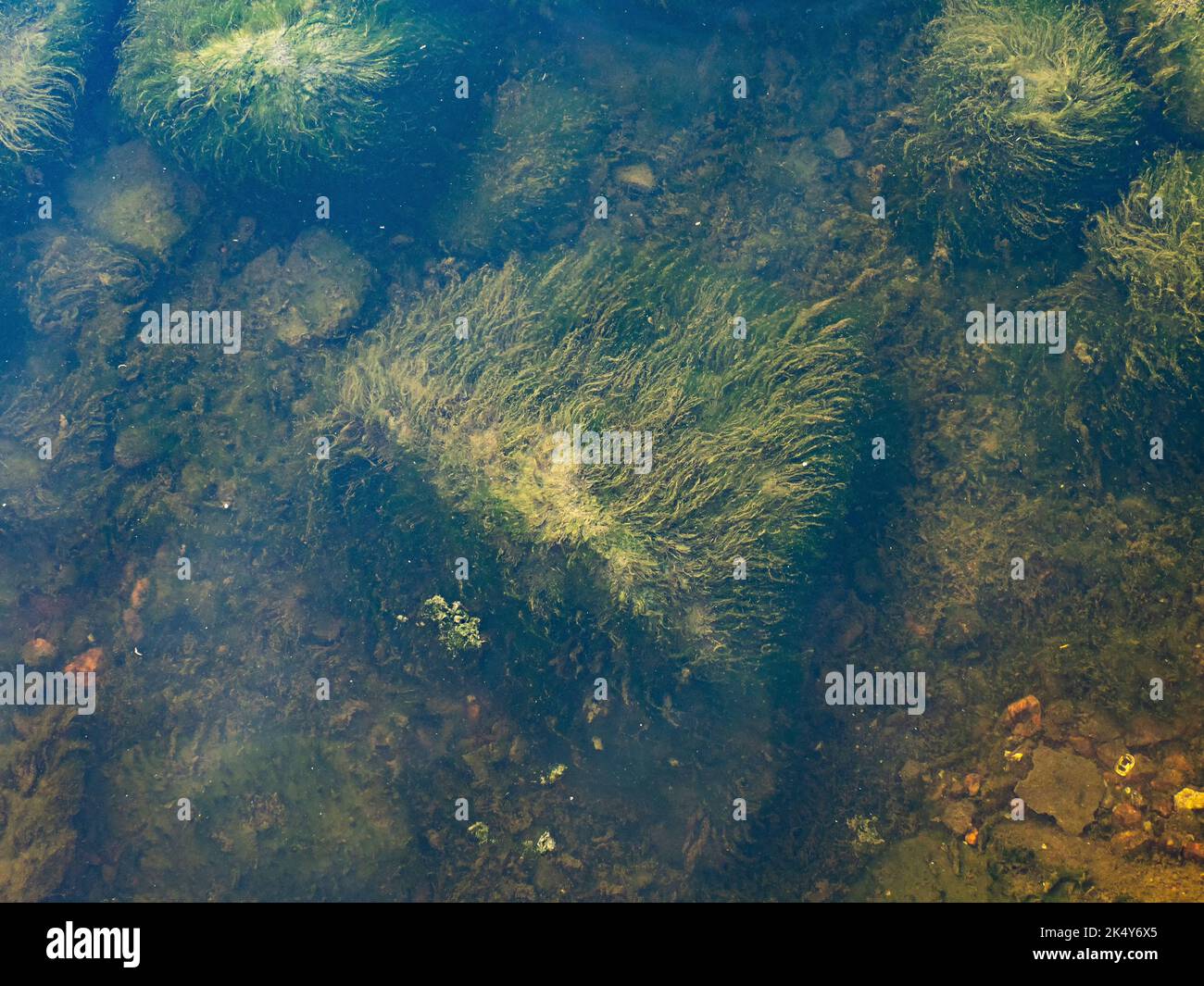 Underwater stones covered by green algae seaweed. Calm water Stock ...