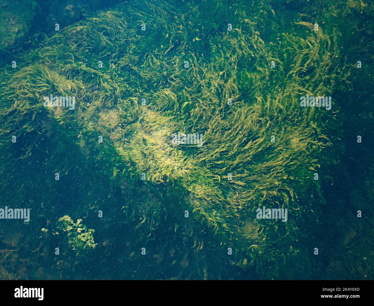 Underwater stones covered by green algae seaweed. Calm water Stock ...
