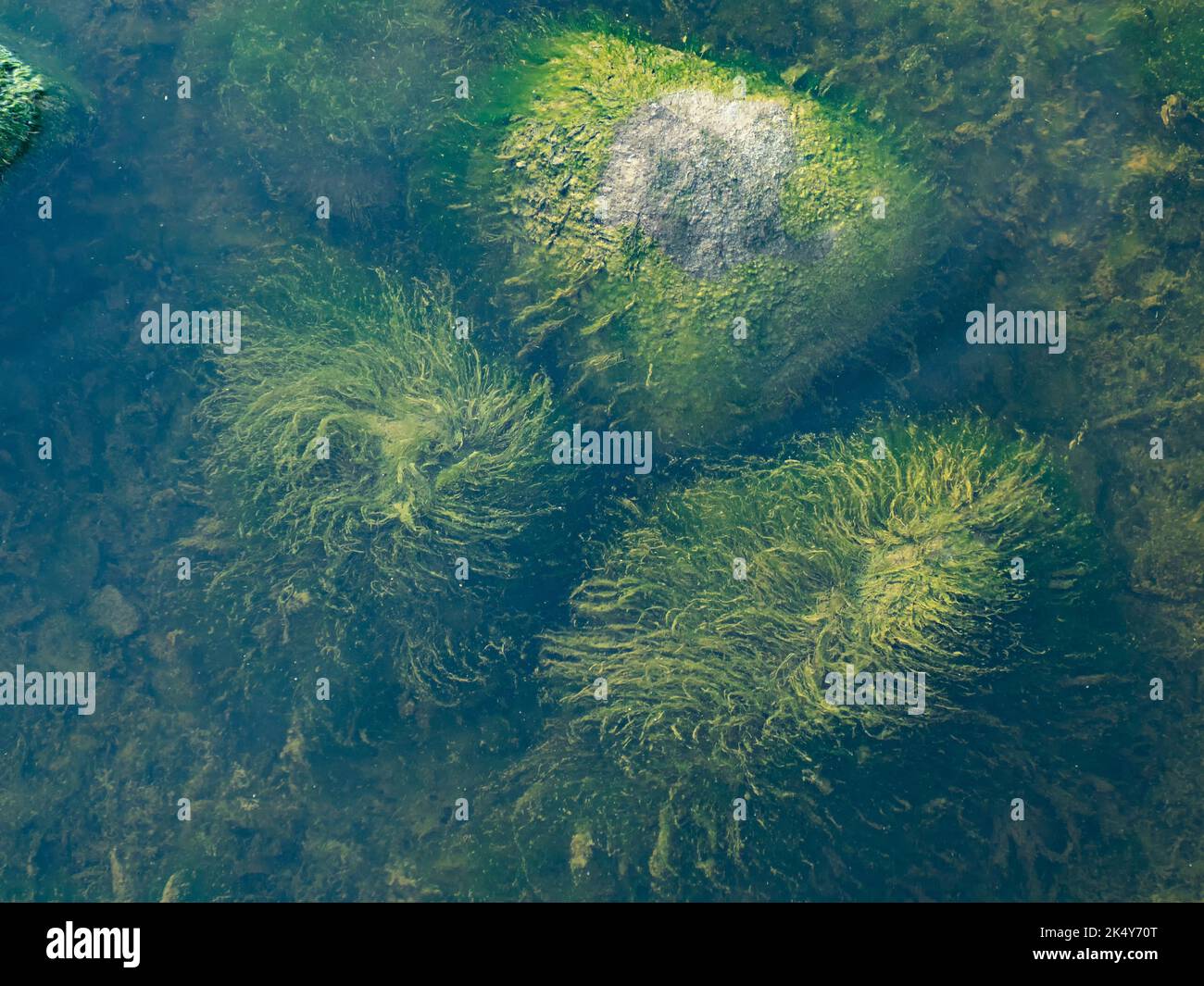 Underwater stones covered by green algae seaweed. Calm water Stock ...