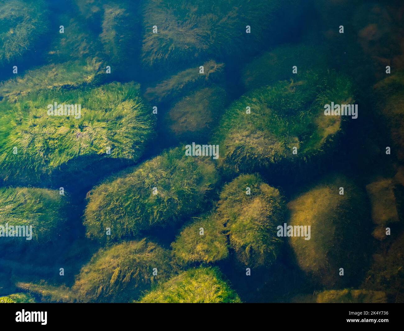 Underwater stones covered by green algae seaweed. Calm water Stock ...