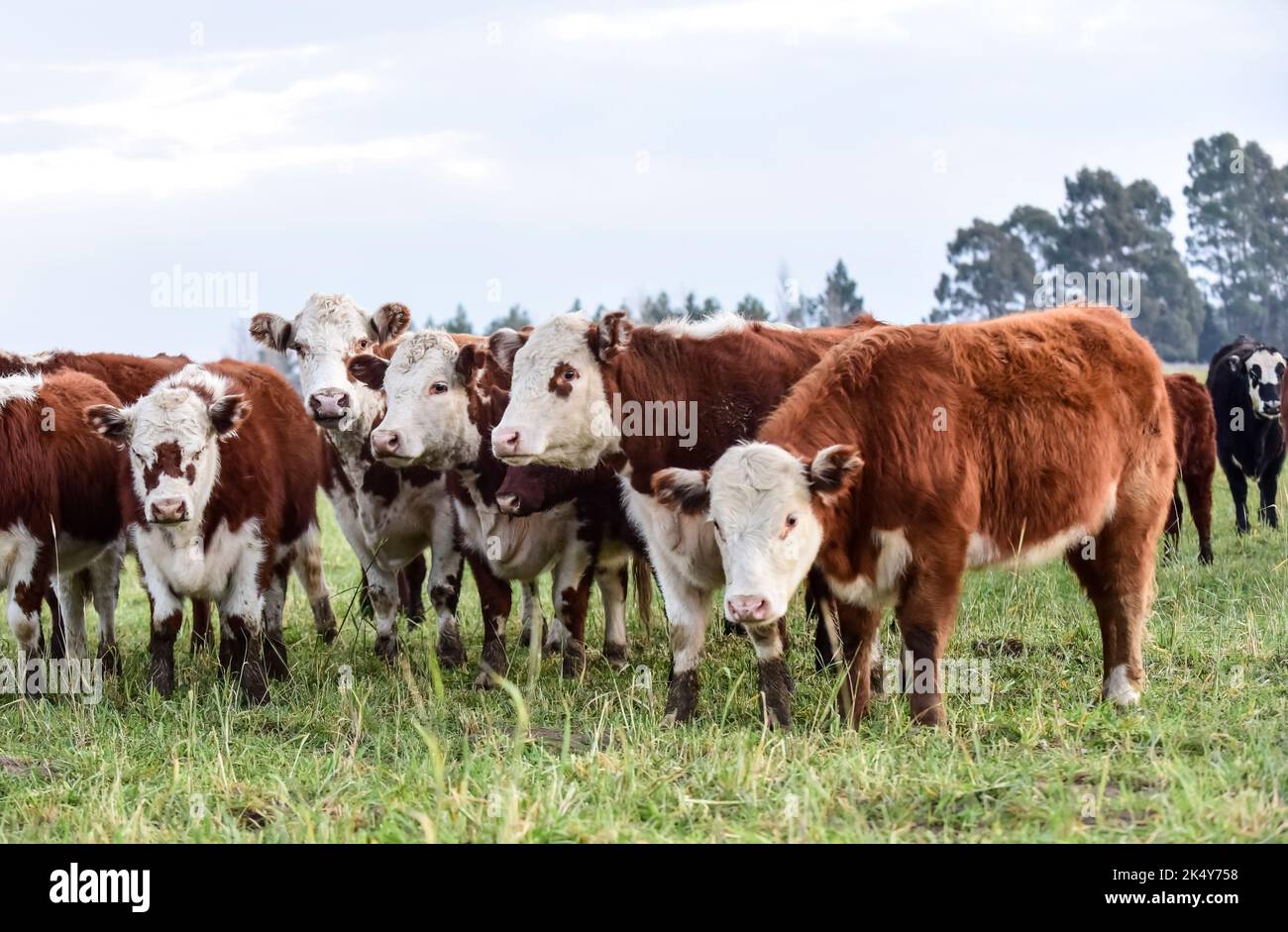 Cows raised with natural pastures, meat production in the Argentine ...