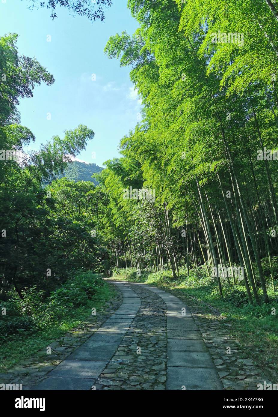 A paving road in a forest on a sunny day Stock Photo - Alamy