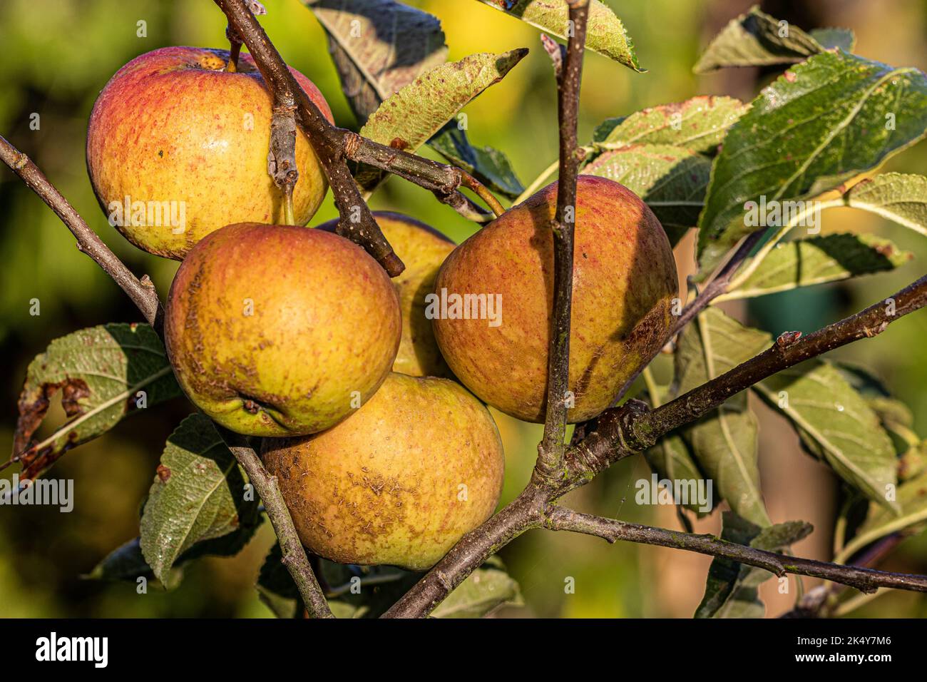 Coxs orange pippin apple, malus domestica, ripening on the tree in ...