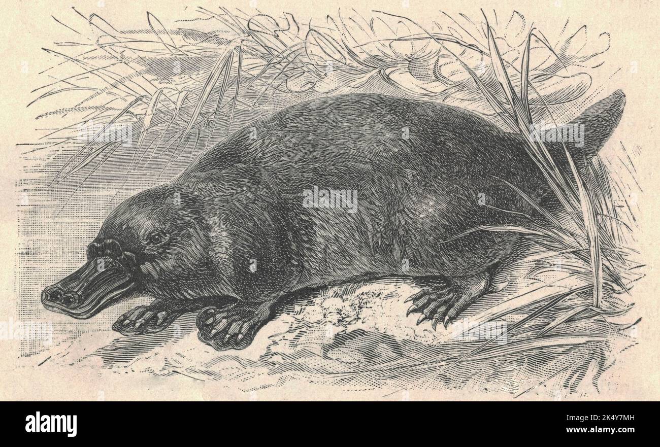 Antique engraved illustration of the platypus. Vintage illustration of ...