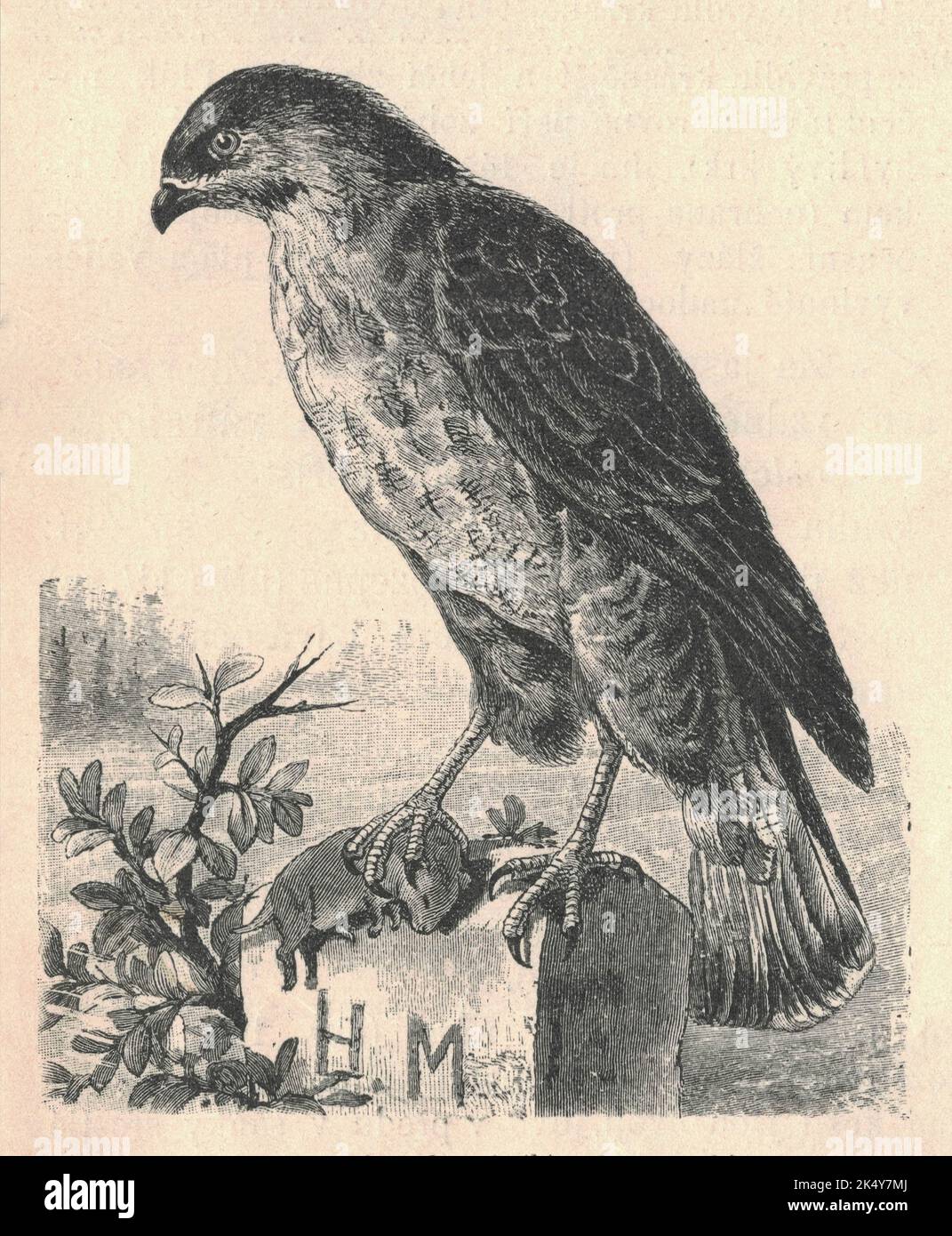 Antique engraved illustration of the common buzzard. Vintage ...