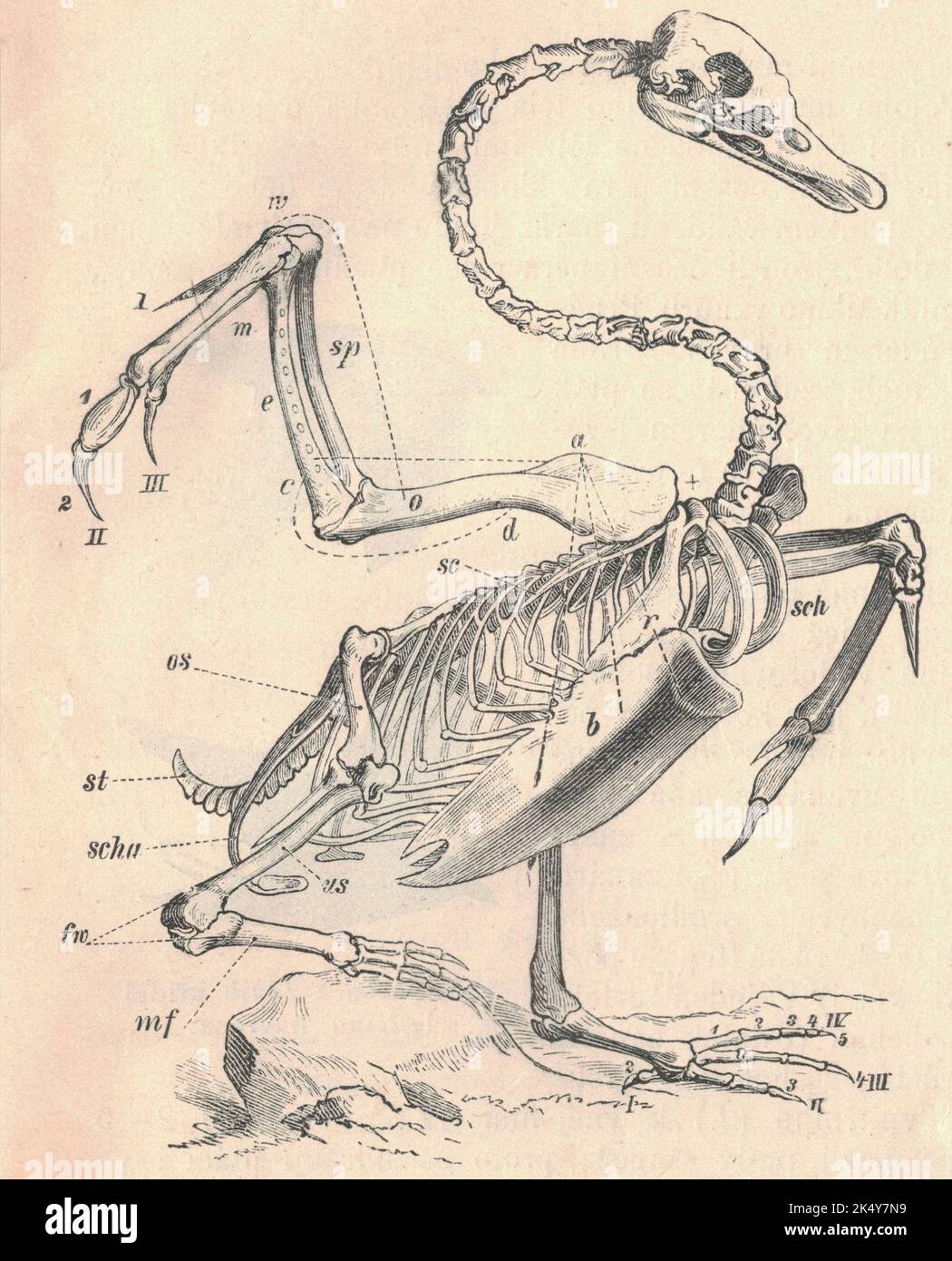 Antique engraved illustration of the swan skeleton. Vintage ...